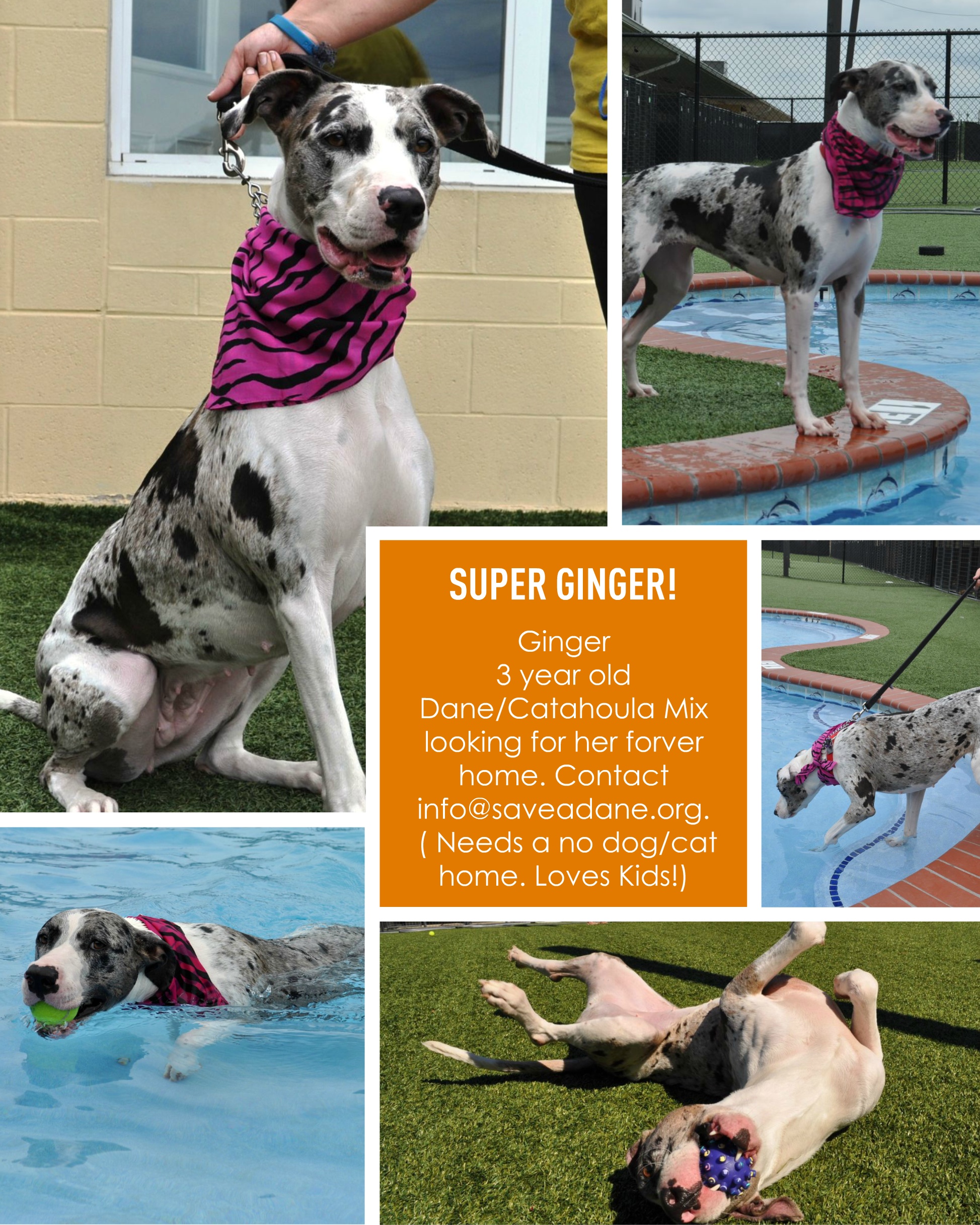 Featured non-Dane – Ginger - Great Dane Rescue of Southeast Texas ...